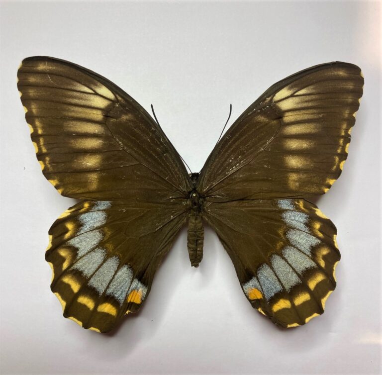 Papilio weymeri - Schmetterlingladen