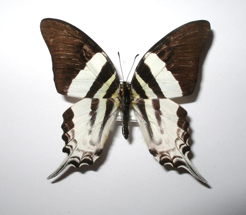 Graphium dorcus - Schmetterlingladen