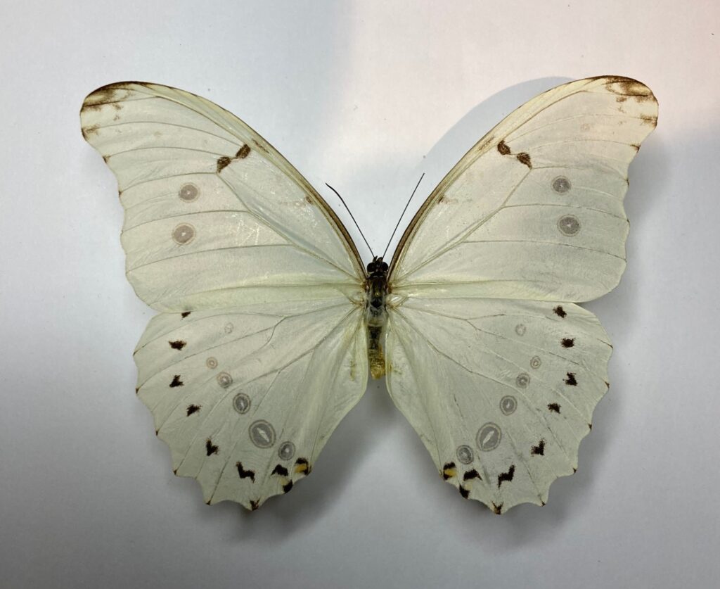 Morpho polyphemus - Schmetterlingladen