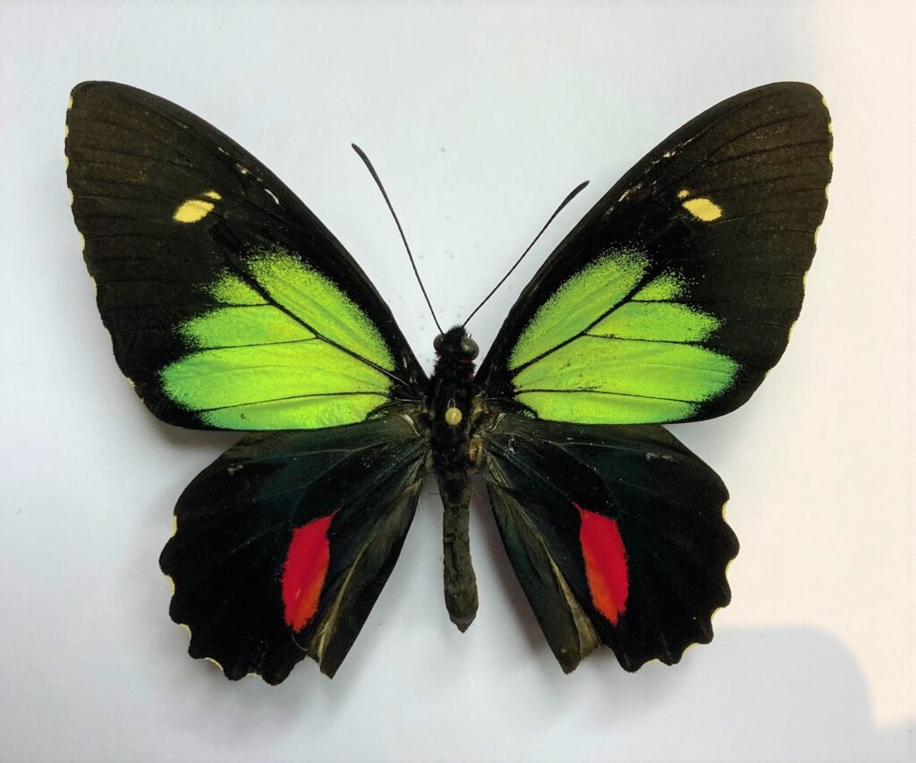 Parides childrenae - Schmetterlingladen